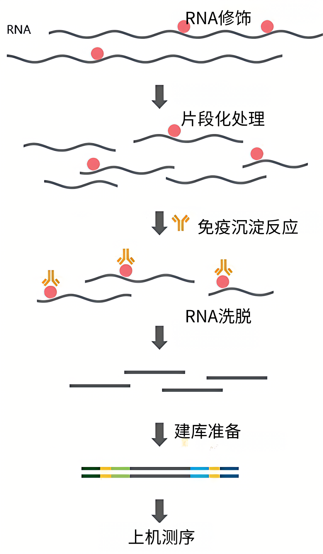 ac4C acRIP-seq：抗体法鉴定全转录组的ac4C修饰位点-广州新蓝基因 专注表观测序服务