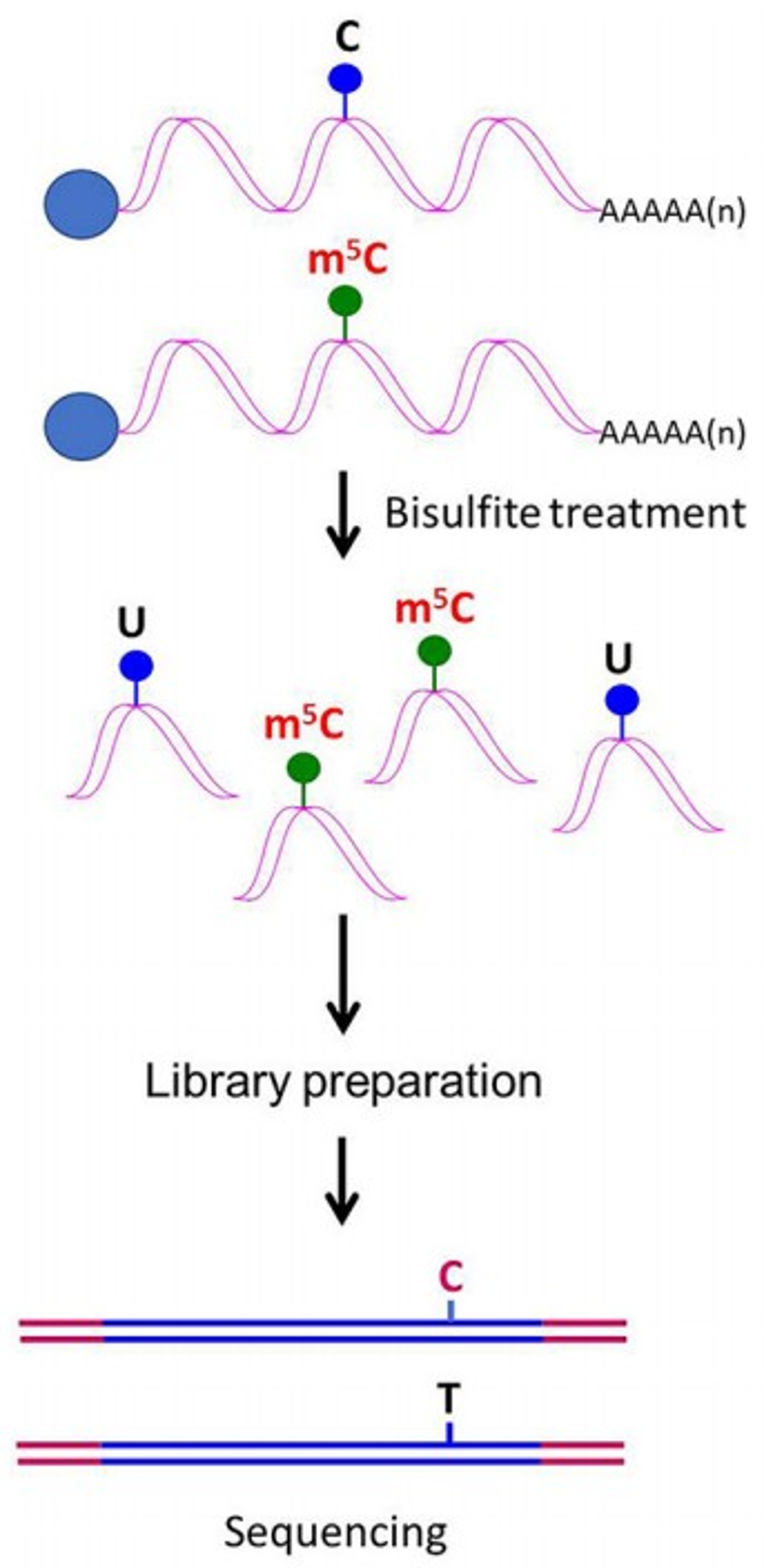 m5C bsRNA-seq：高分辨率鉴定m5C修饰位点-广州新蓝基因 专注表观测序服务
