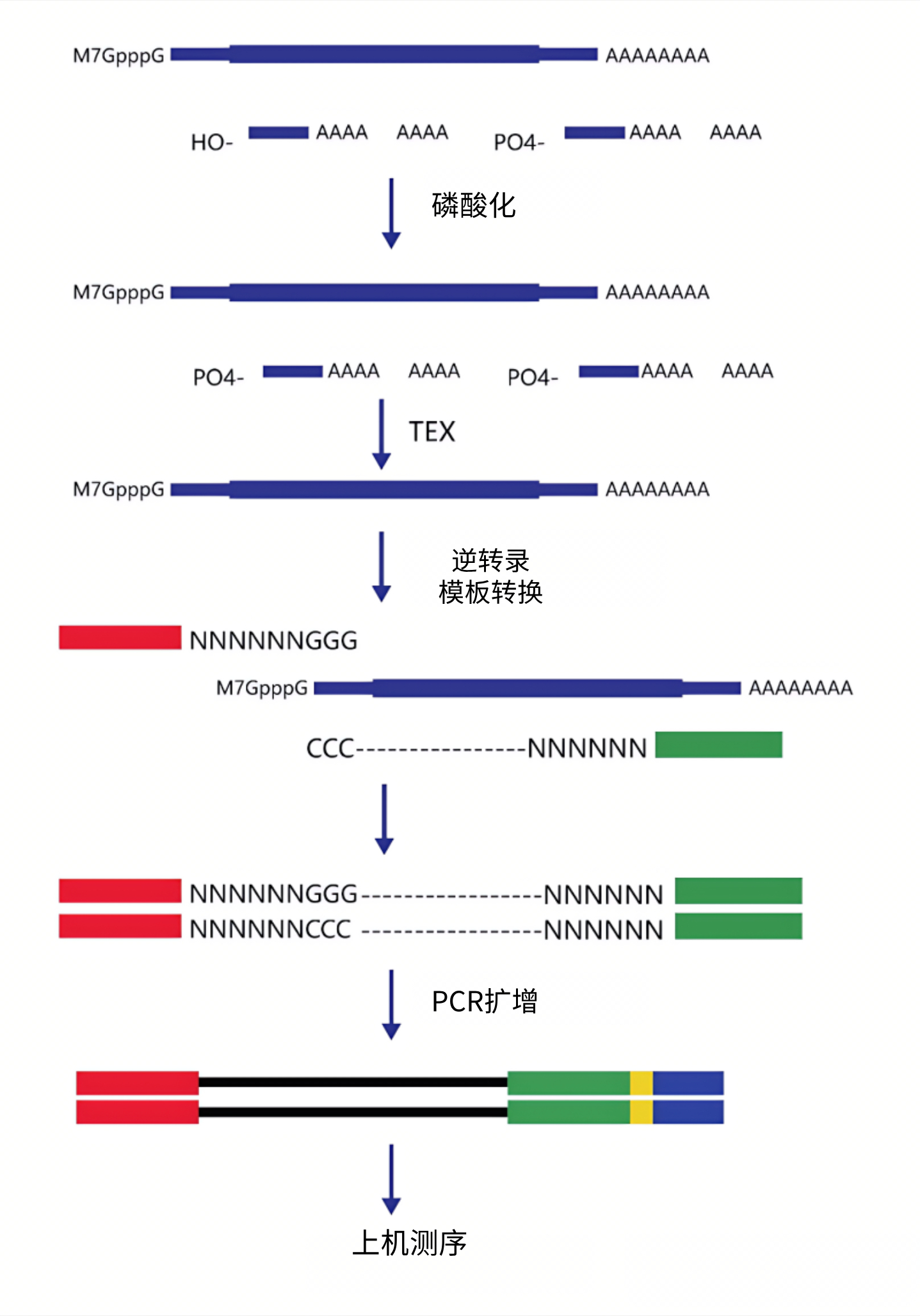 CAGE-seq：绘制转录起始位点的高精度图谱，解析基因表达调控的重要工具-广州新蓝基因 专注表观测序服务