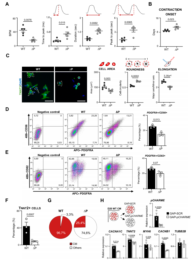 CAGE-seq：绘制转录起始位点的高精度图谱，解析基因表达调控的重要工具-广州新蓝基因 专注表观测序服务